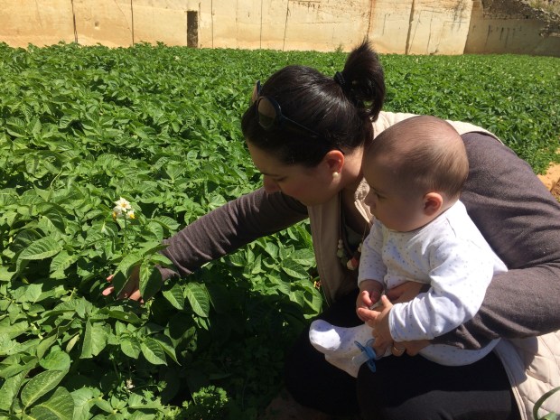 Maltese Gold – Jeanette Borg